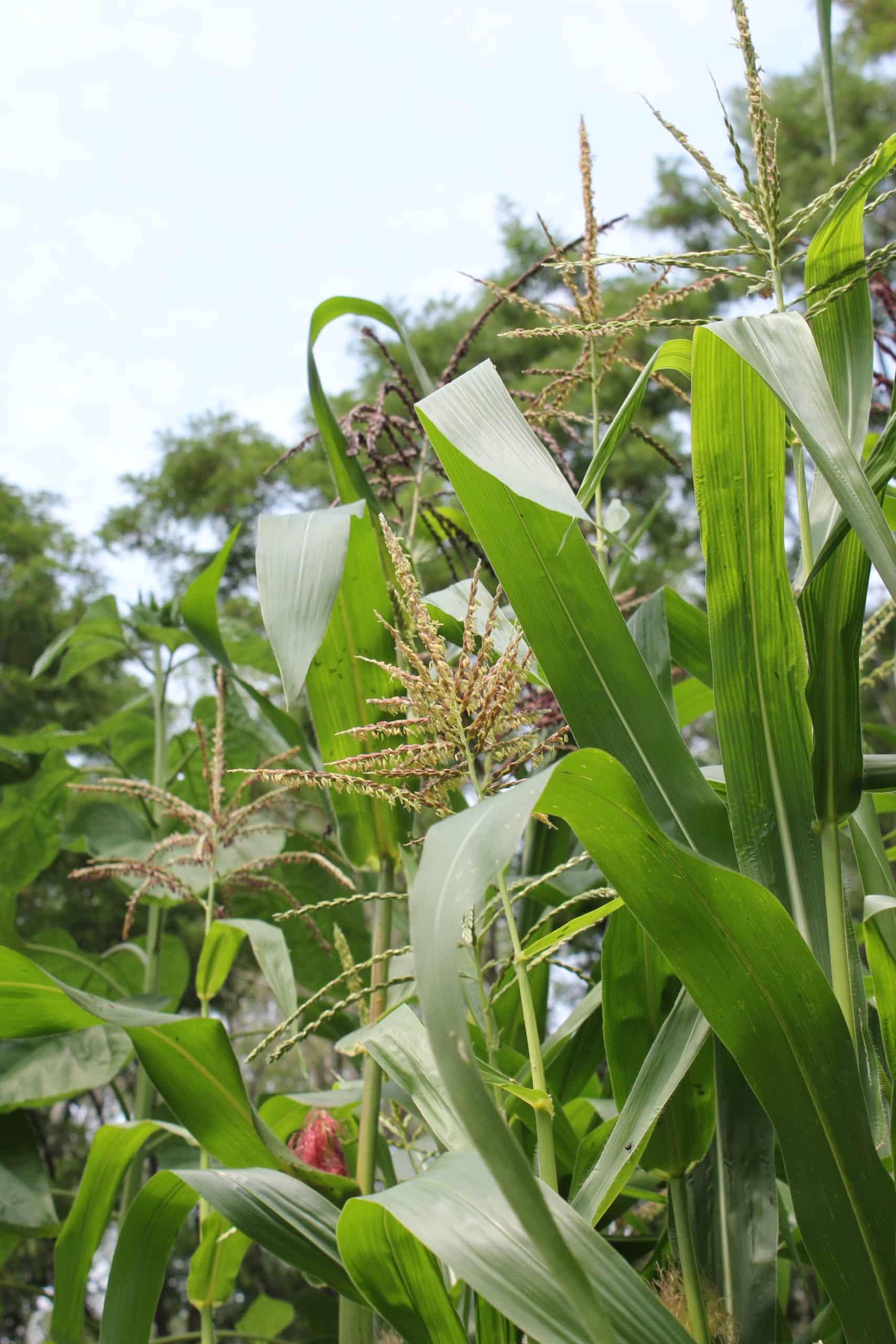 Caleb Musgrave on teaching, harvesting and growing food the ...