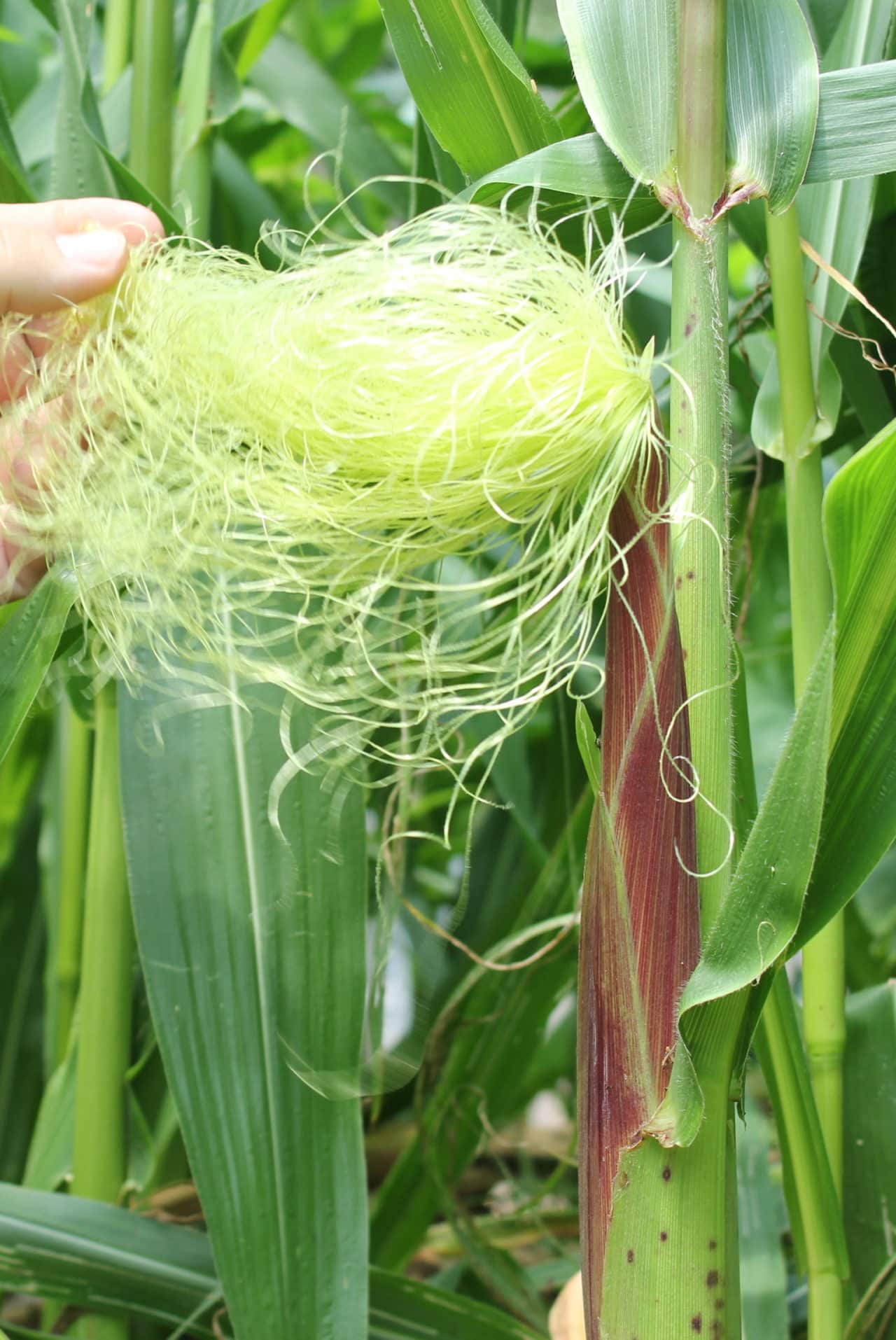 Caleb Musgrave on teaching, harvesting and growing food the ...