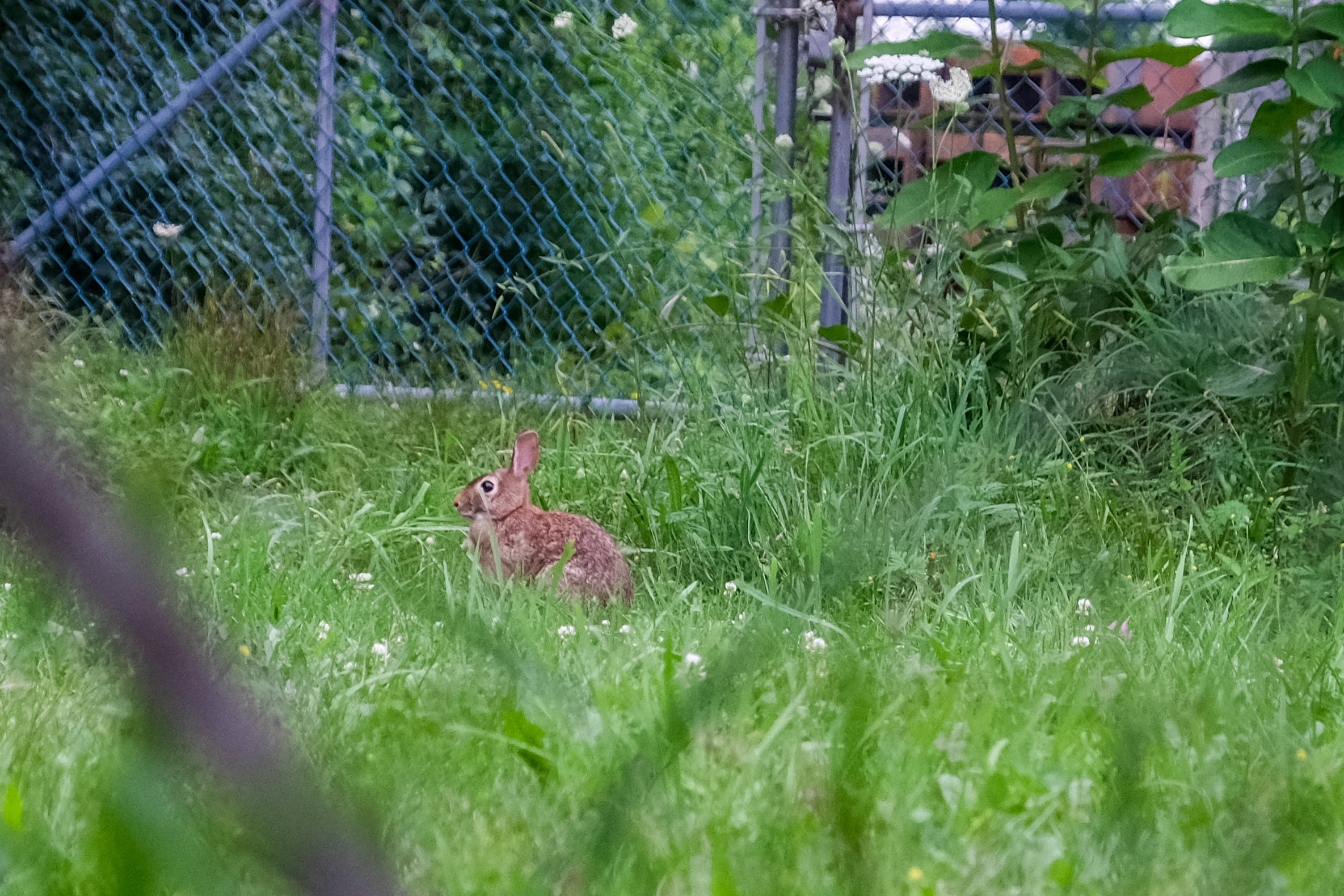 Rabbits seem to be everywhere. Are there really more than usual ...